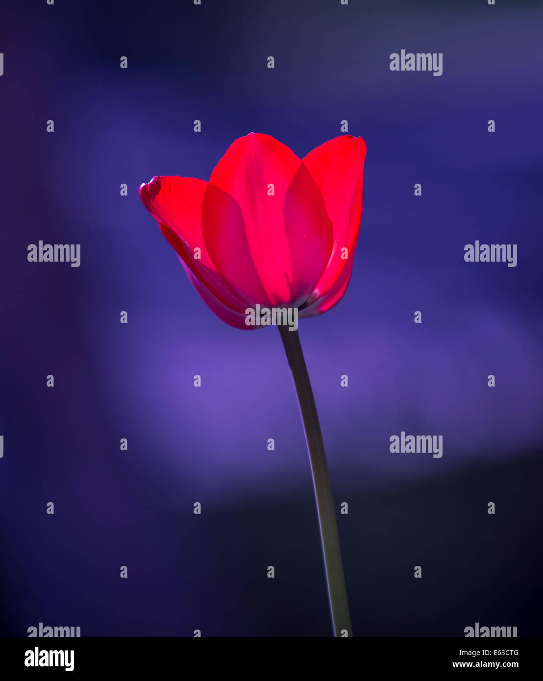 Tulips, Backlit Red Tulip blurred with a purple floral background. USA ...