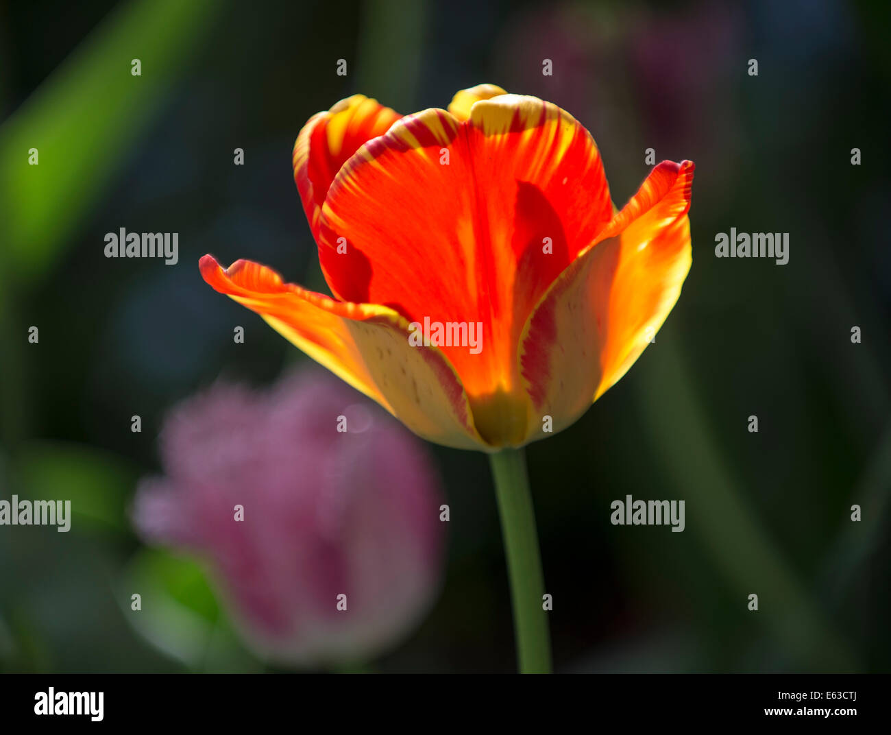 Tulips, Close-up of a backlit orange and yellow tulip with floral ...