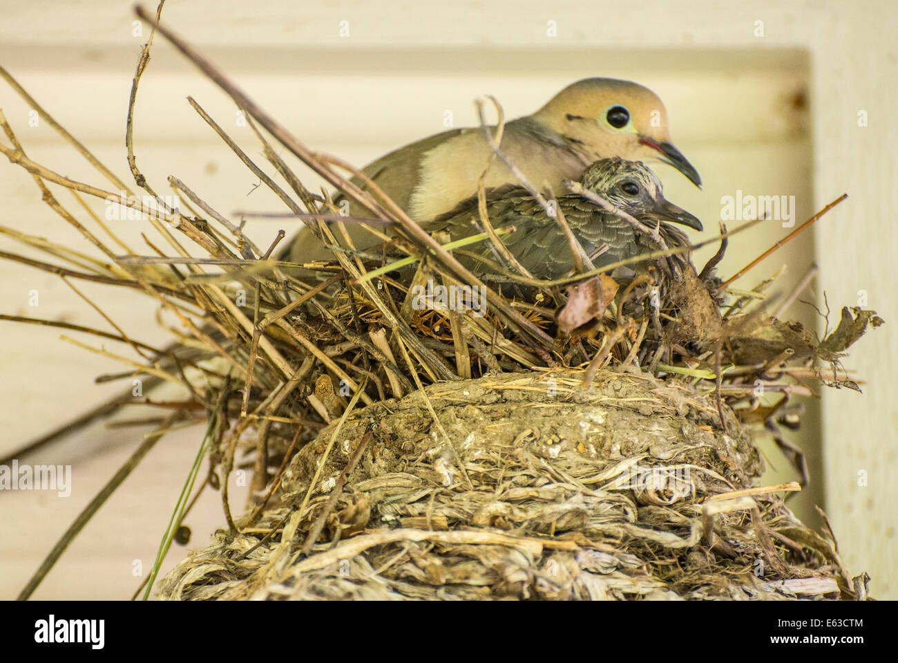 Mourning Dove and new born chick in nest. USA Stock Photo - Alamy