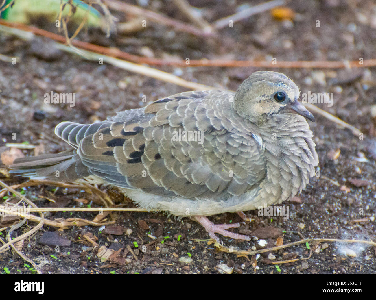Juvenile mourning dove hi-res stock photography and images - Alamy