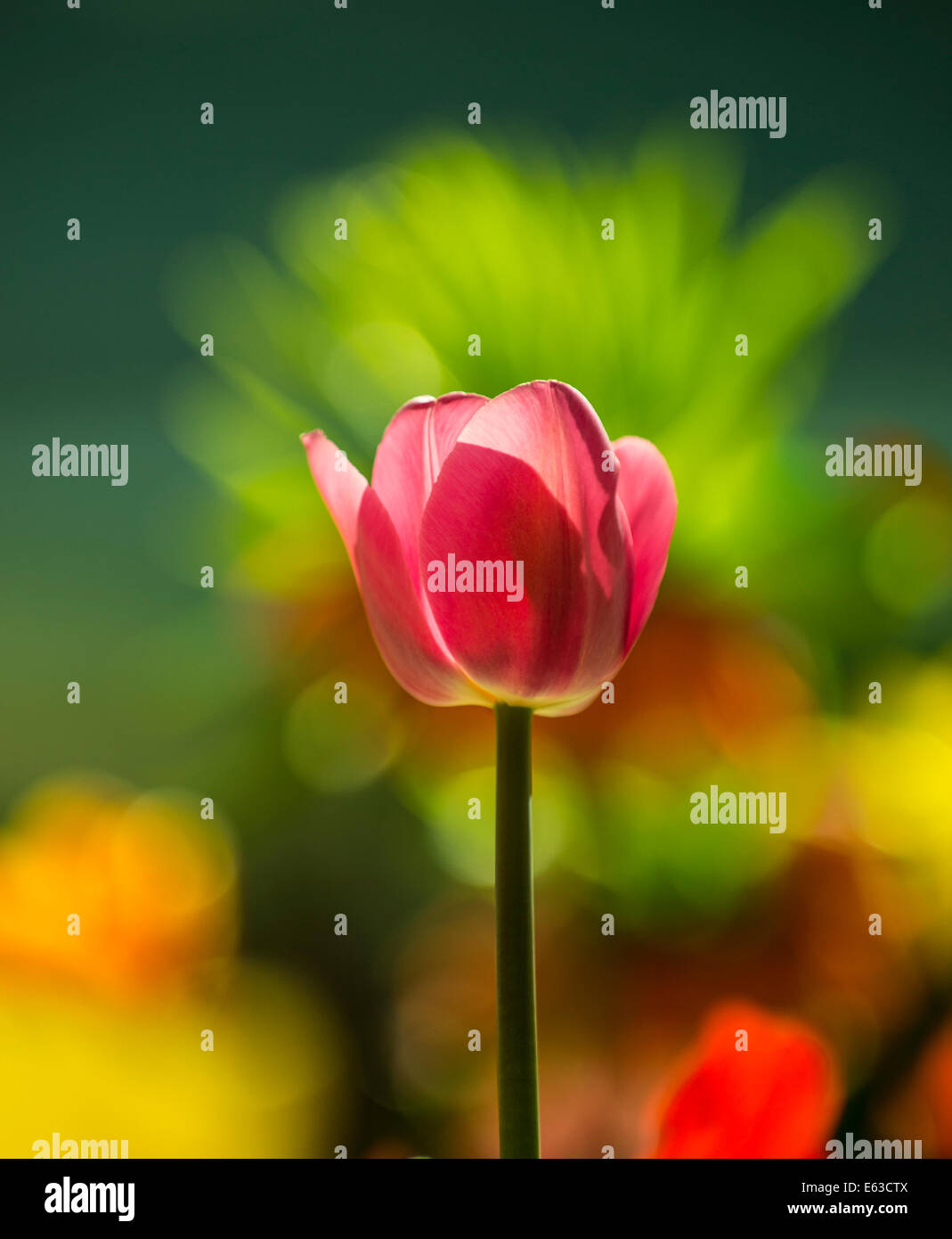 Tulips, Close-up of Backlit Red Tulip with blurred floral background ...