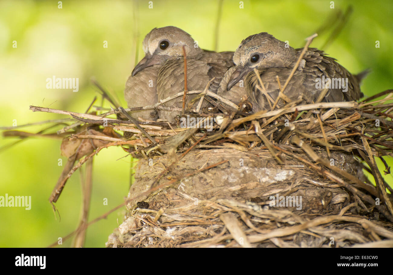 Mourning Dove chicks in nest. USA Stock Photo - Alamy