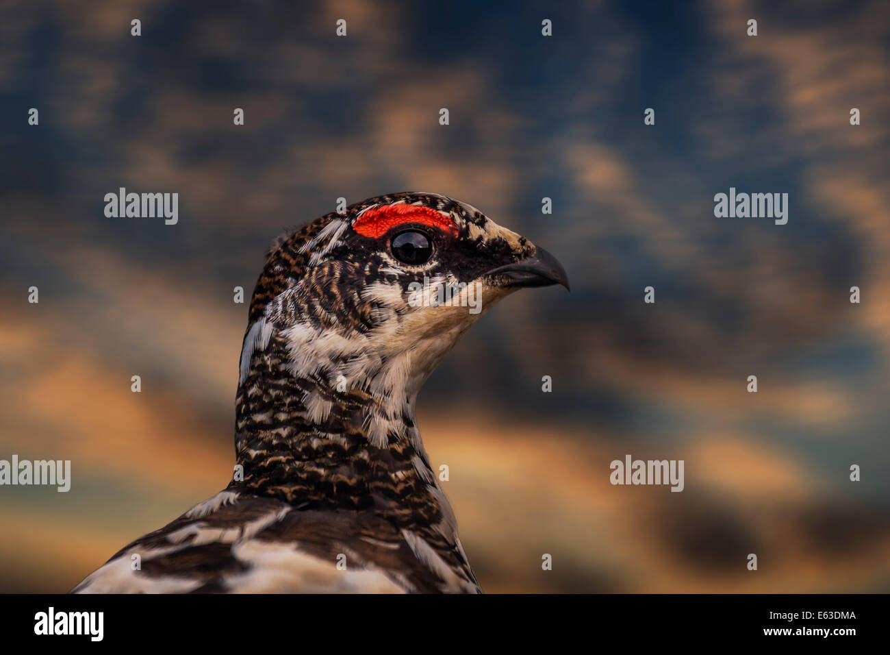 Portrait of a Willow Ptarmigan, Iceland Rjupa is the Icelandic name ...