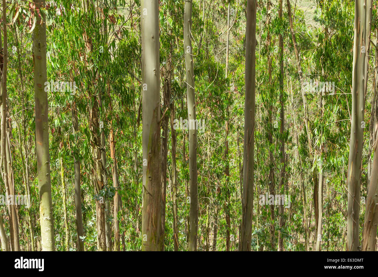 Eucalyptus Tree Forest In Andes Mountain Stock Photo - Alamy
