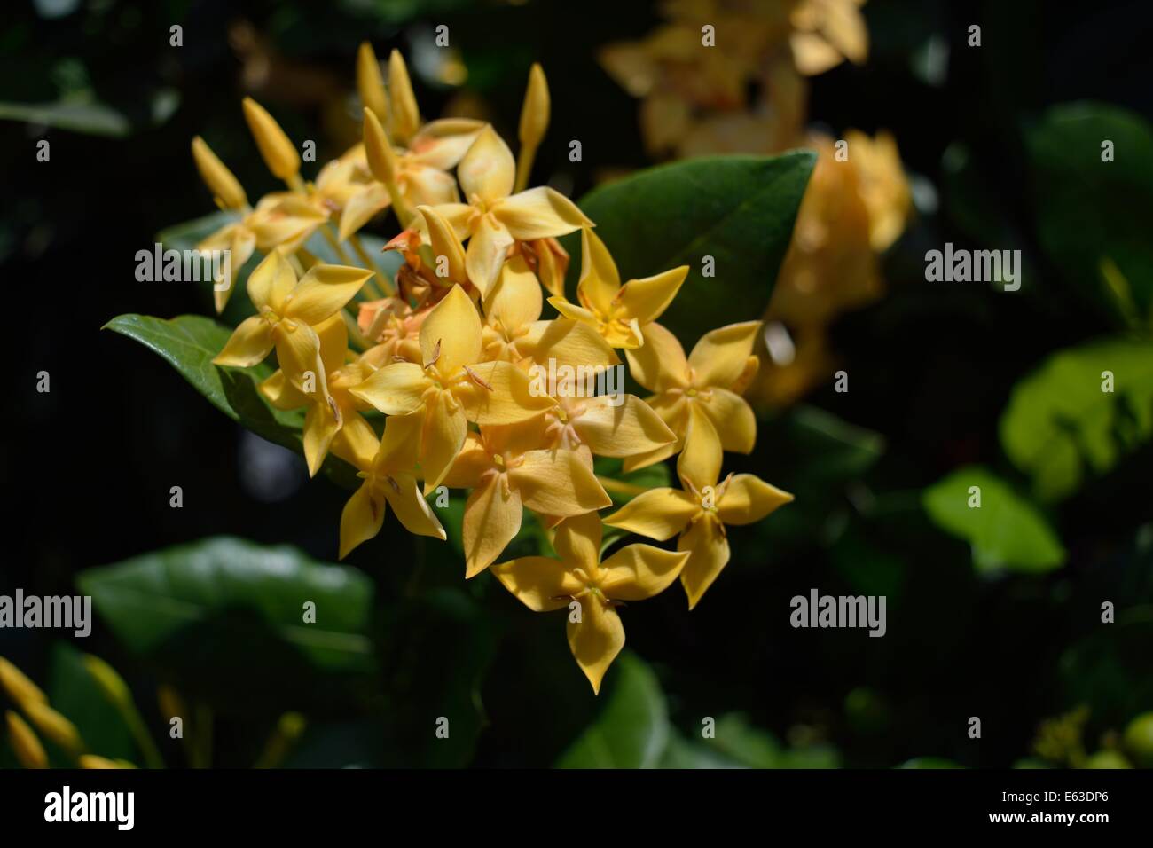 Exora flowers hi-res stock photography and images - Alamy
