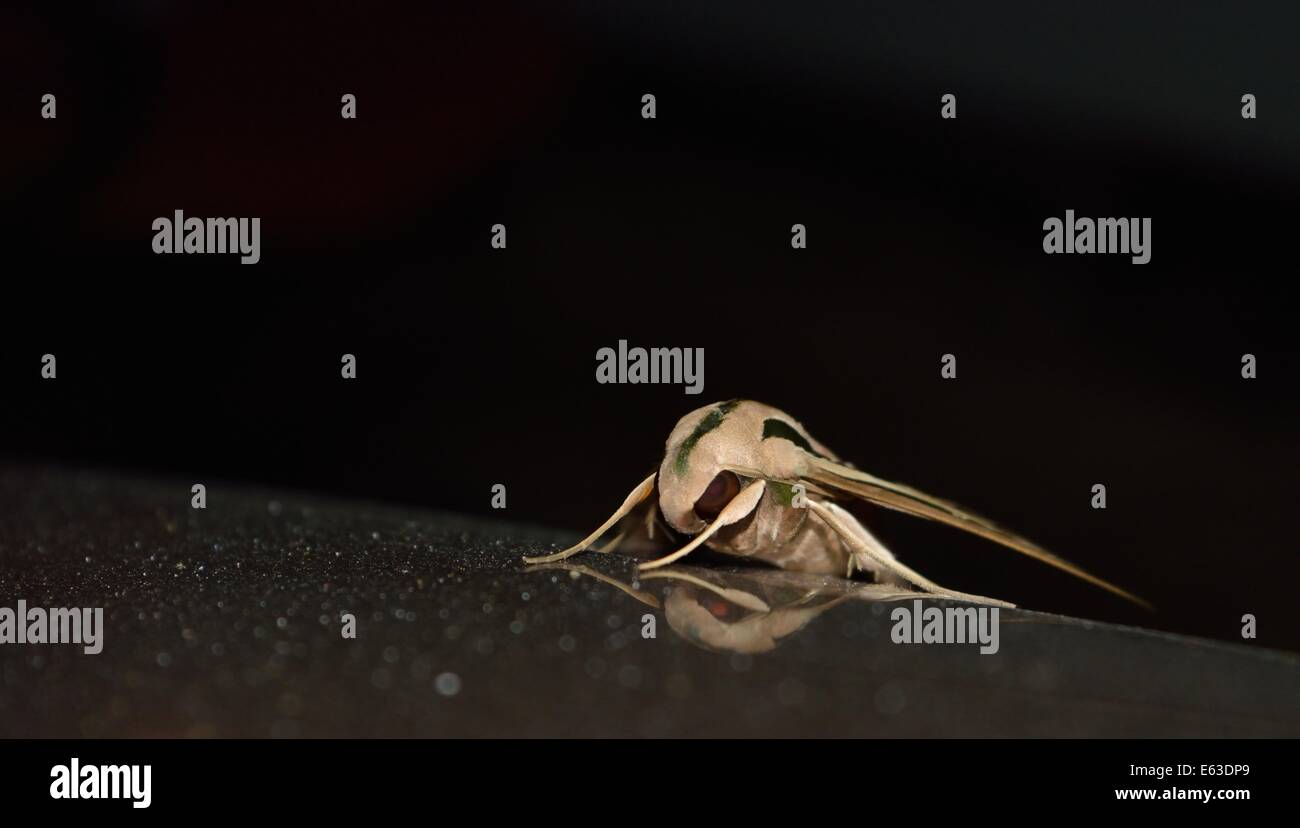 Bug insect moth pest hi-res stock photography and images - Alamy