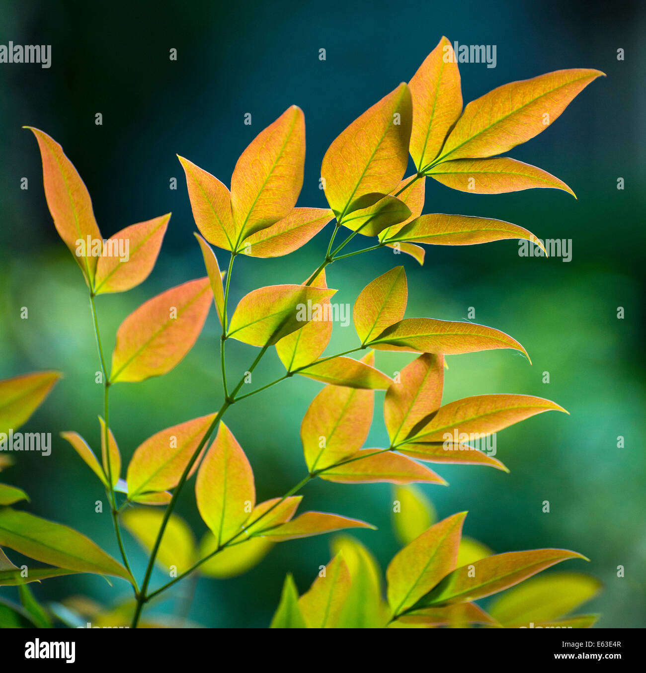 Colorfull Spring foilage leaves against a green floral background, USA ...