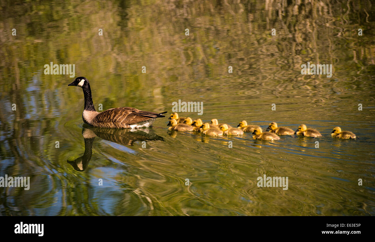 Canadian Gosling Family High Resolution Stock Photography and Images ...