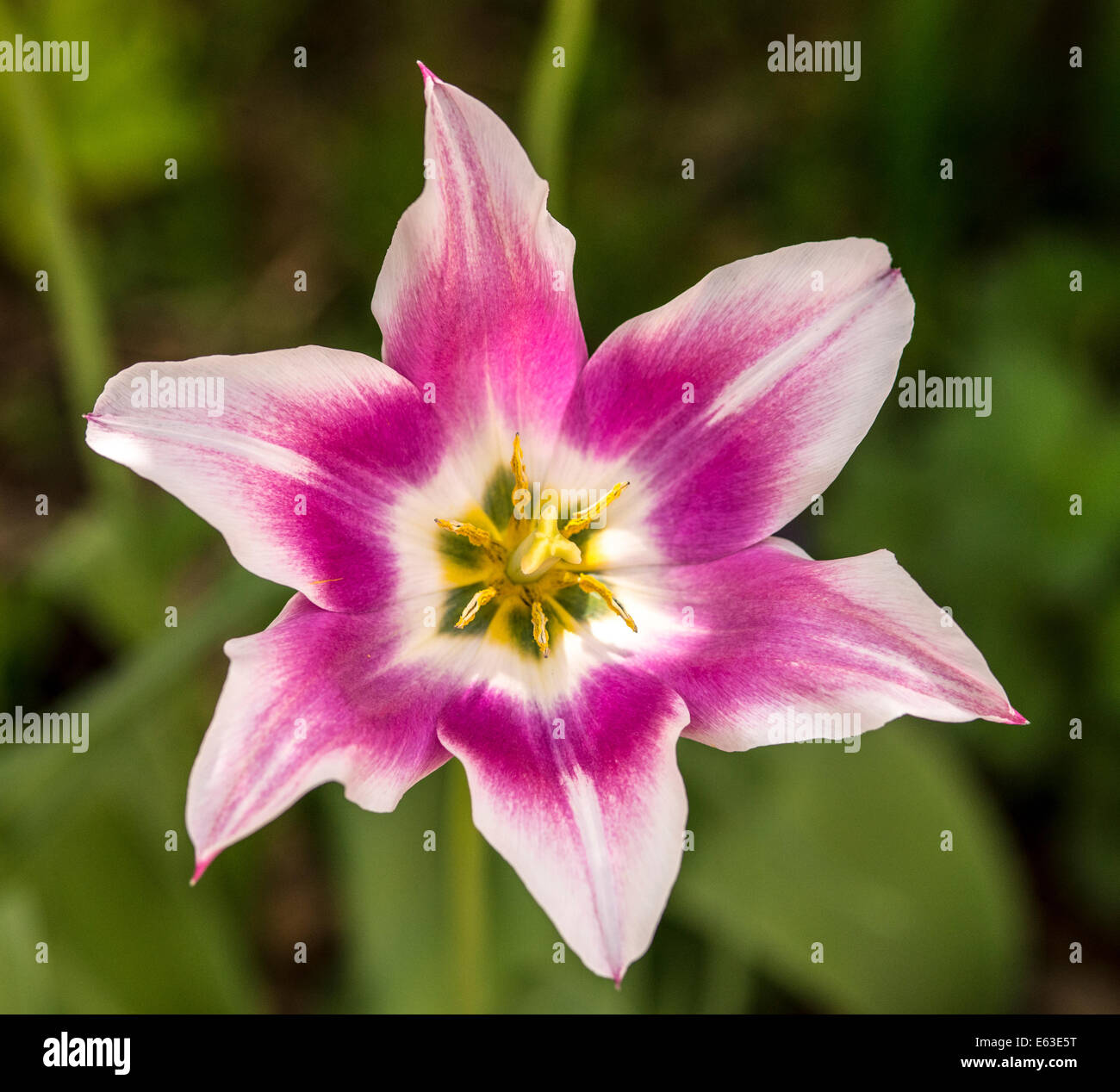 Open lily hi-res stock photography and images - Alamy