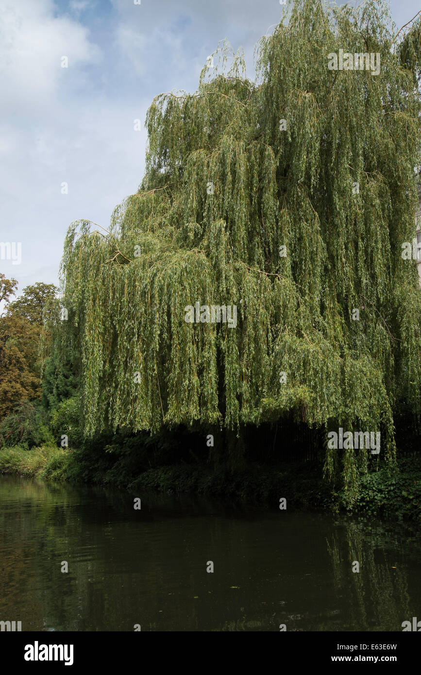 Large willow tree hi-res stock photography and images - Alamy