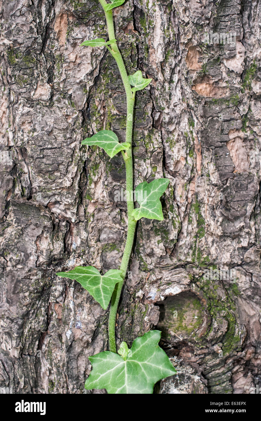 Ivy pine fir conifer bark hi-res stock photography and images - Alamy