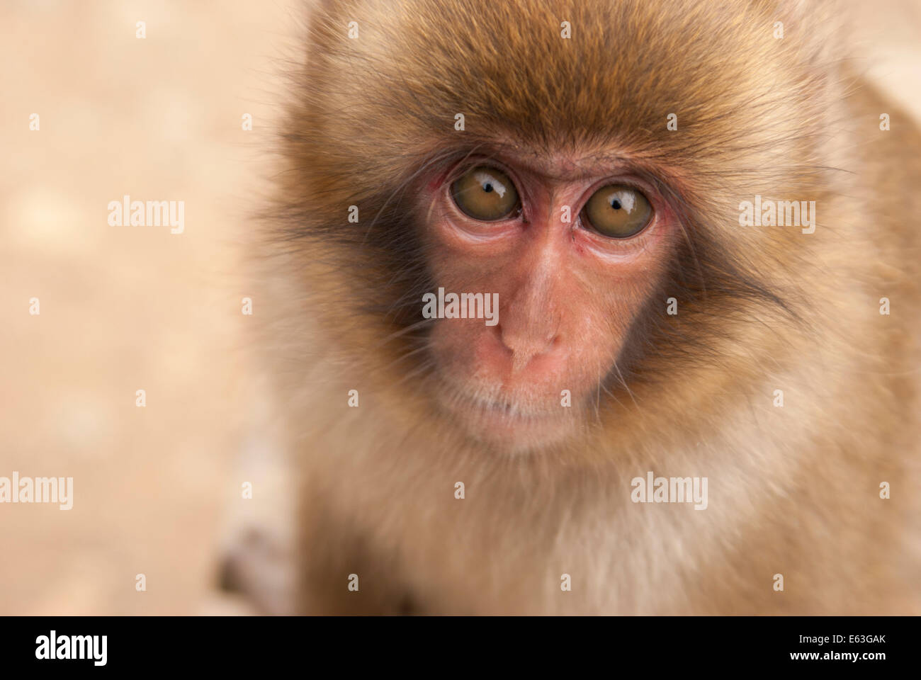 Japanese macaques hi-res stock photography and images - Alamy
