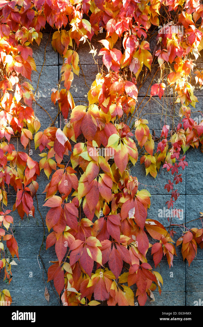 Gold brick wall hi-res stock photography and images - Alamy