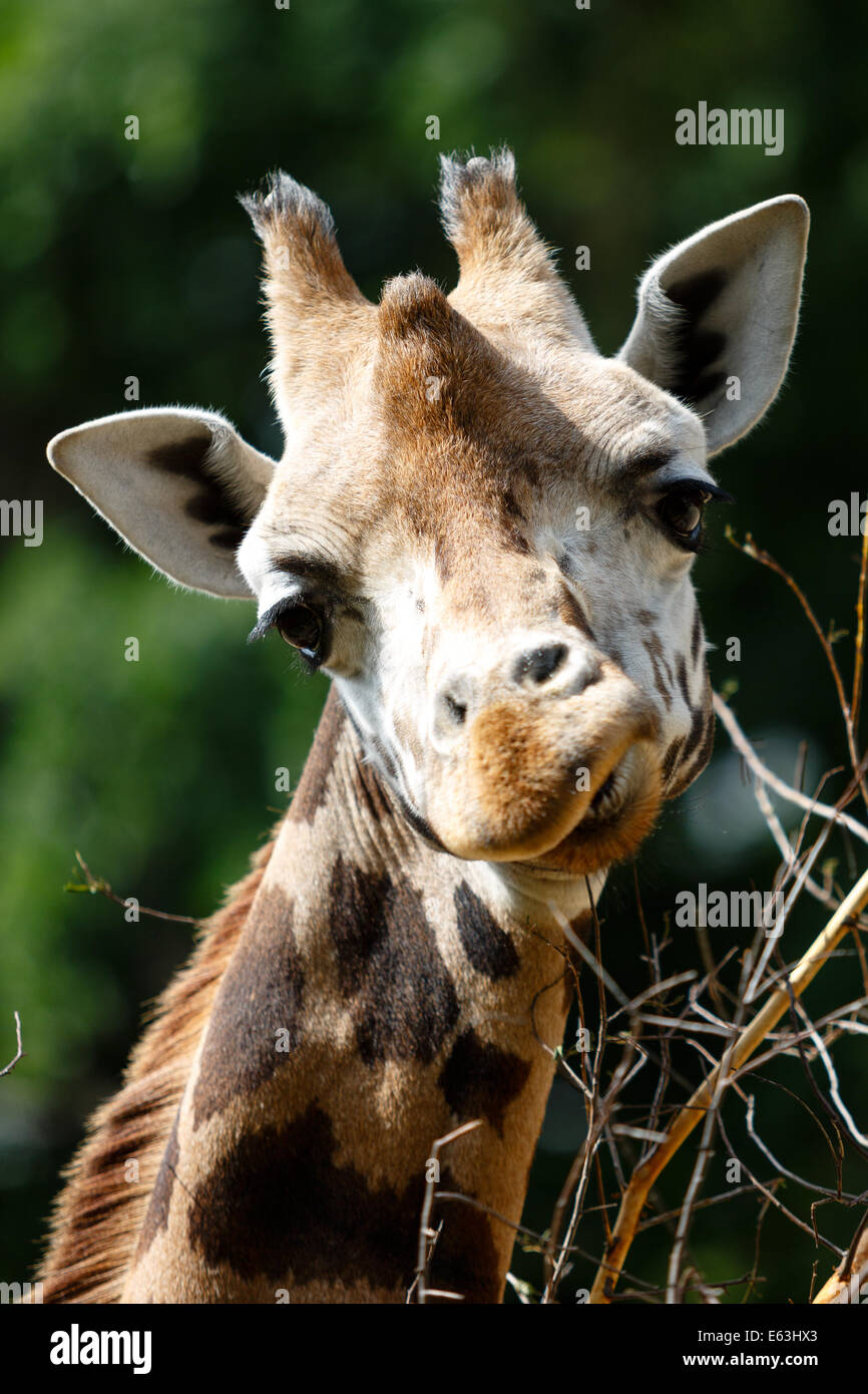 Giraffe eat tree hi-res stock photography and images - Alamy