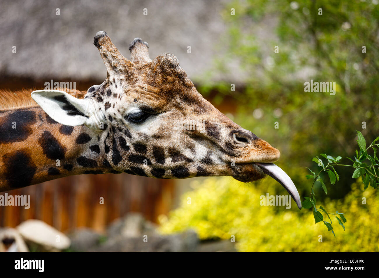 Giraffe eating tree Stock Photo - Alamy