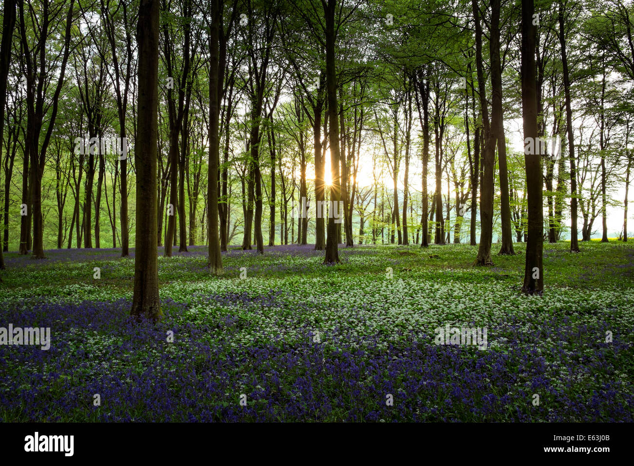 Wildhams forest hi-res stock photography and images - Alamy
