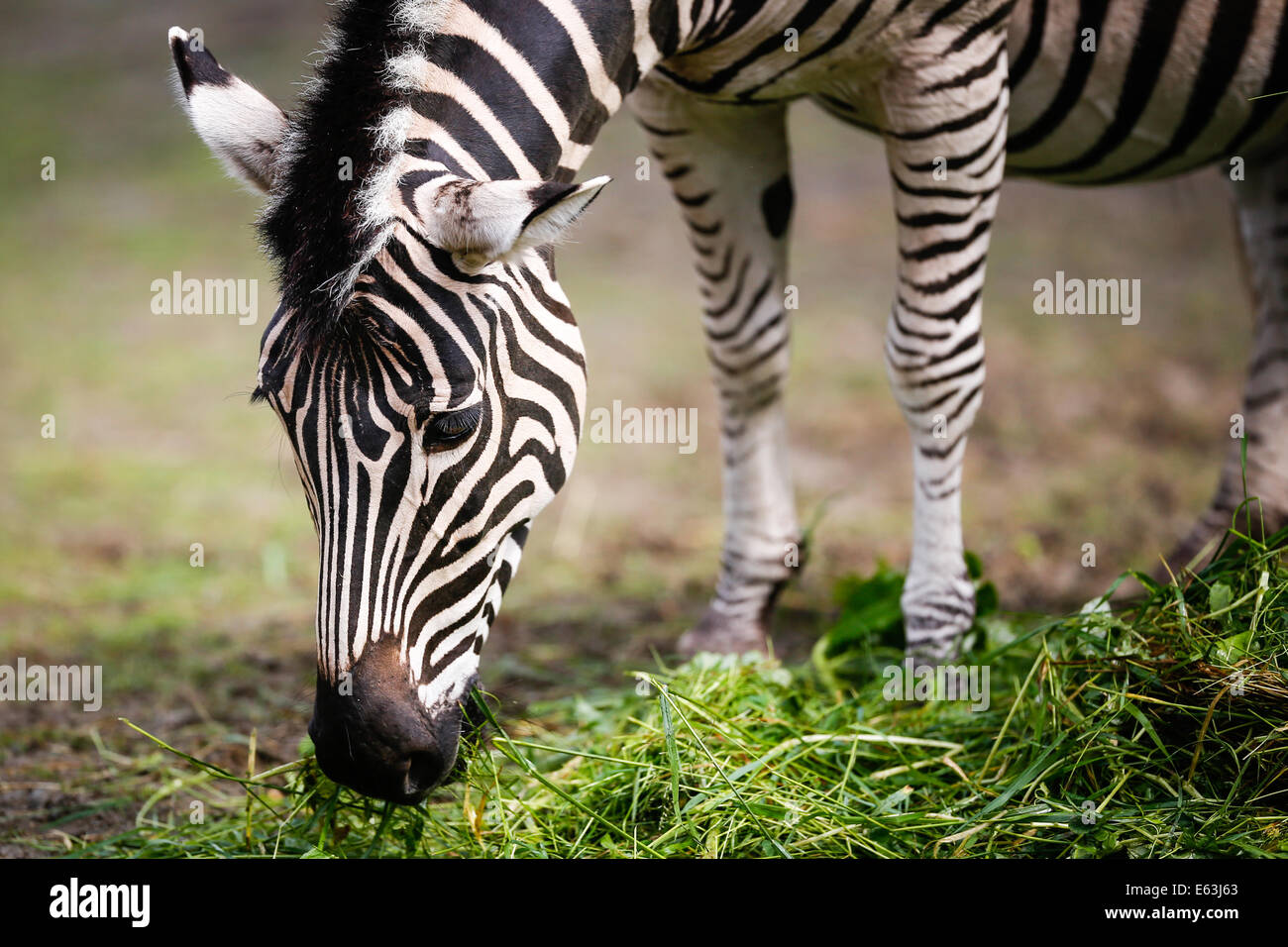 Closeup of zebra eating grass Stock Photo - Alamy