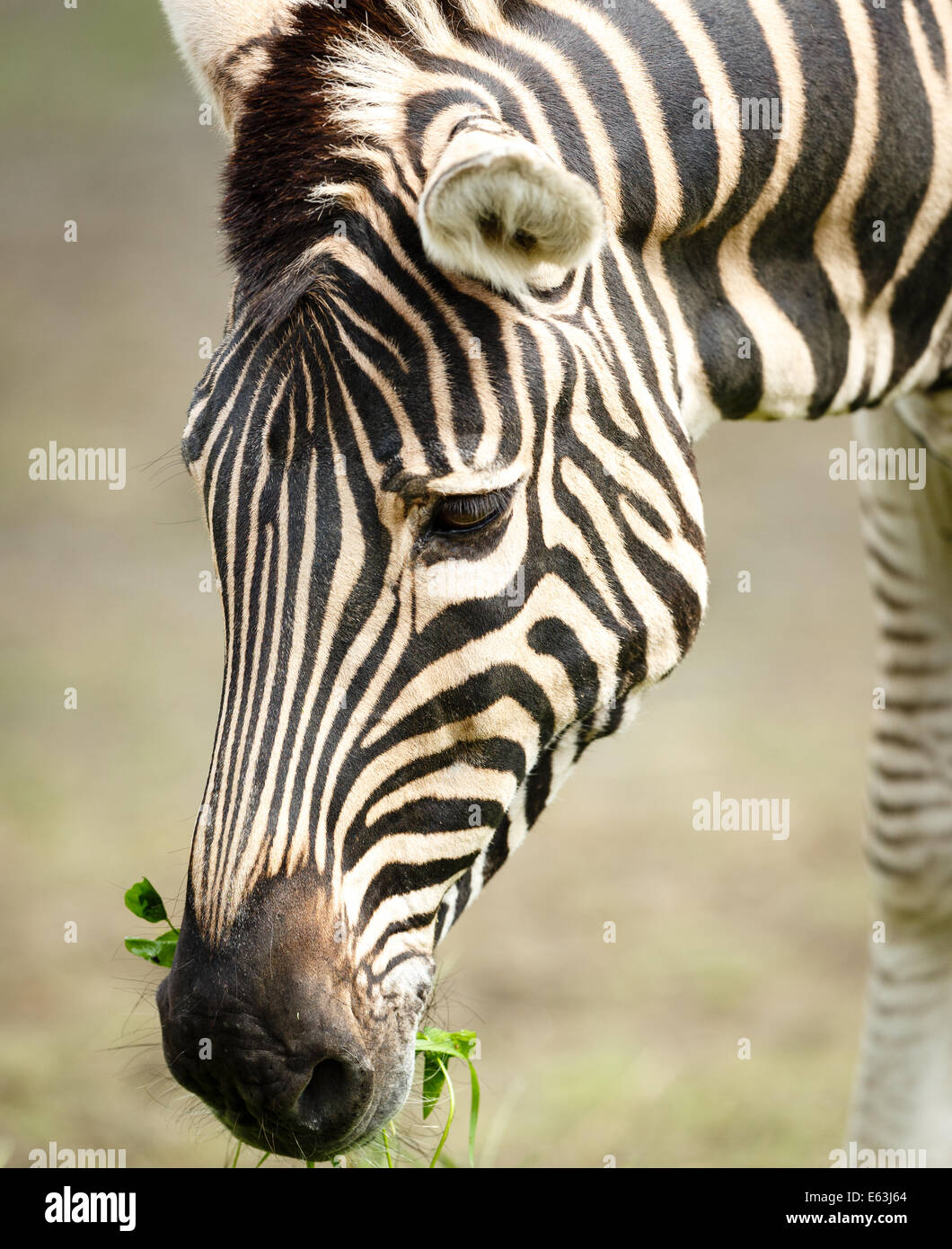 Closeup of zebra eating grass Stock Photo - Alamy