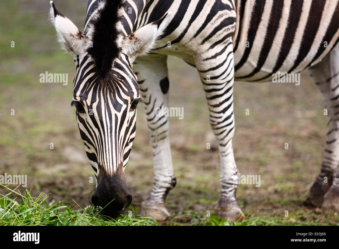 Zebra eating grass looking to the camera Stock Photo - Alamy