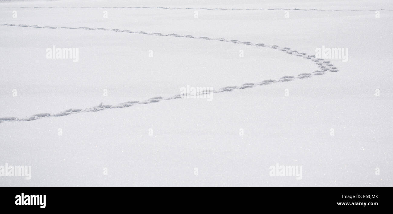 Swan footprints hi-res stock photography and images - Alamy