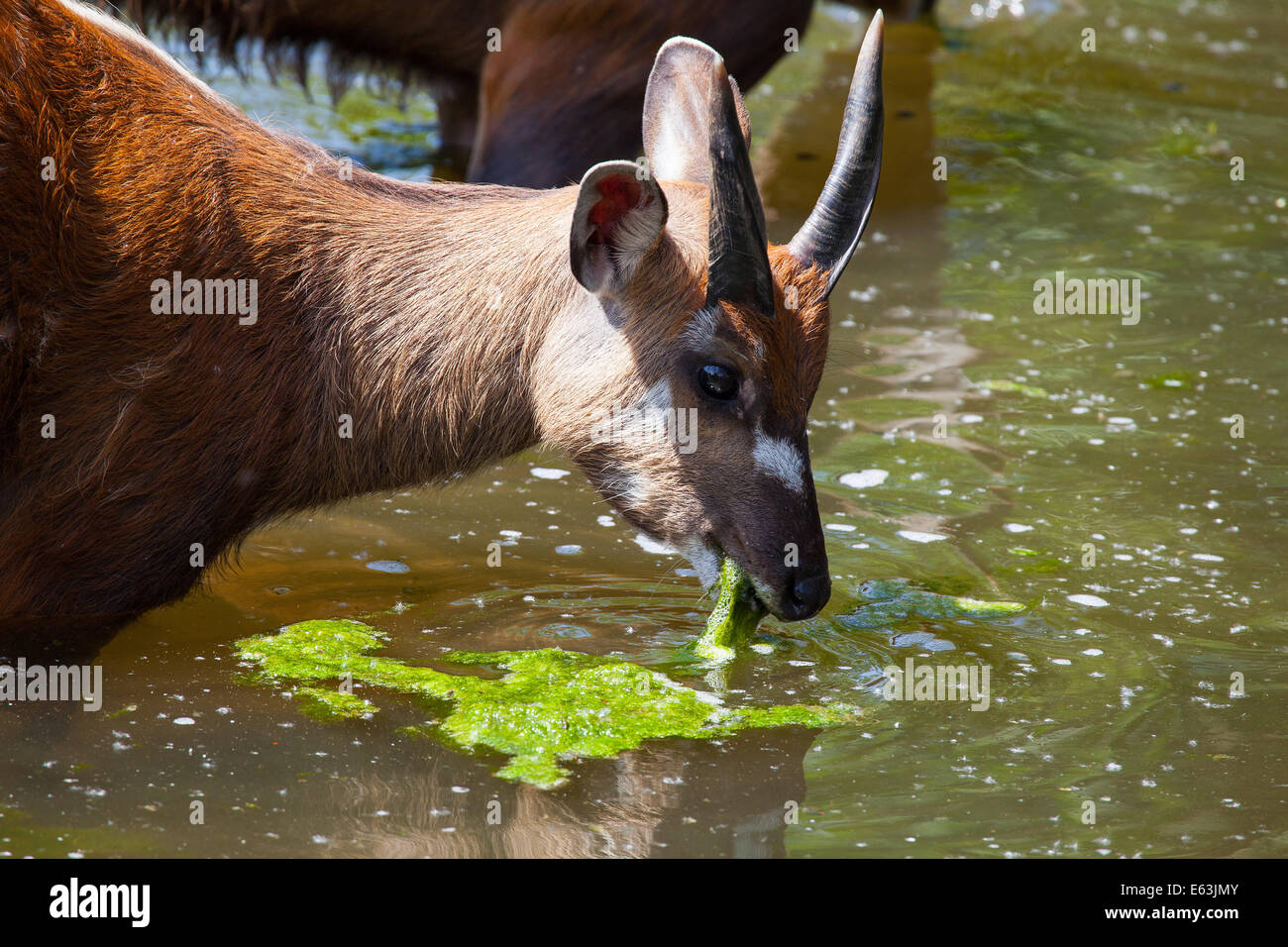 Antelope Sitatunga eats water algae in the small lake Stock Photo - Alamy