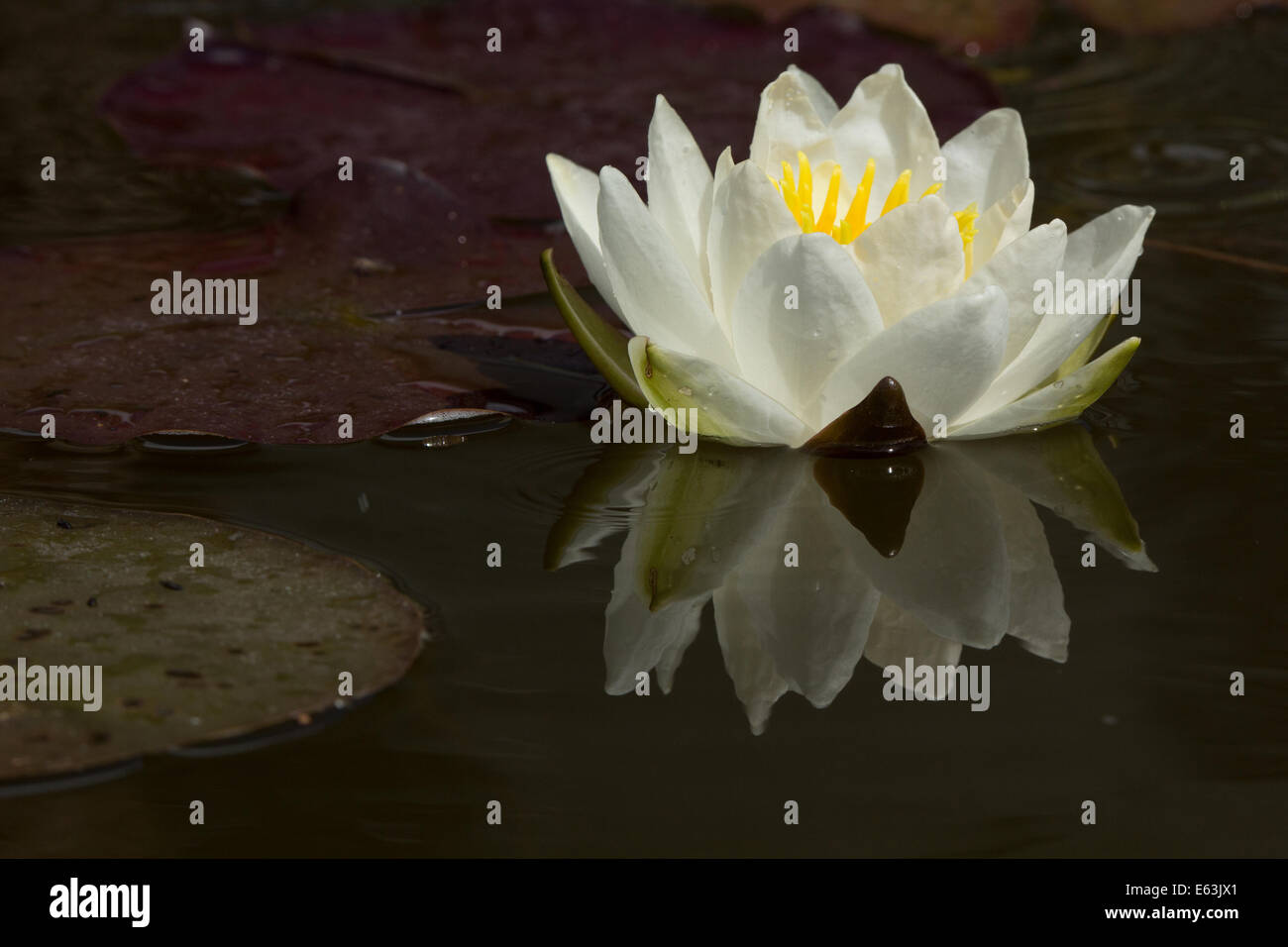 White water lily Stock Photo - Alamy