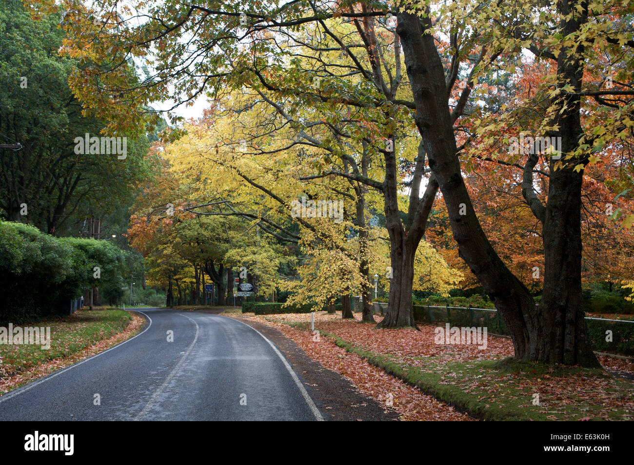 Beautiful Fall trees with road drive through a forest Stock Photo - Alamy