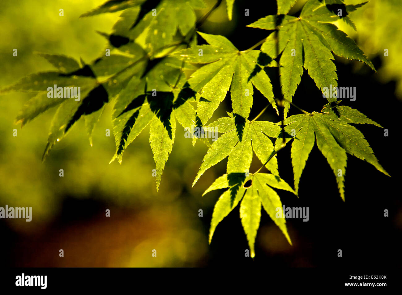 Maple leaves in a garden Stock Photo - Alamy