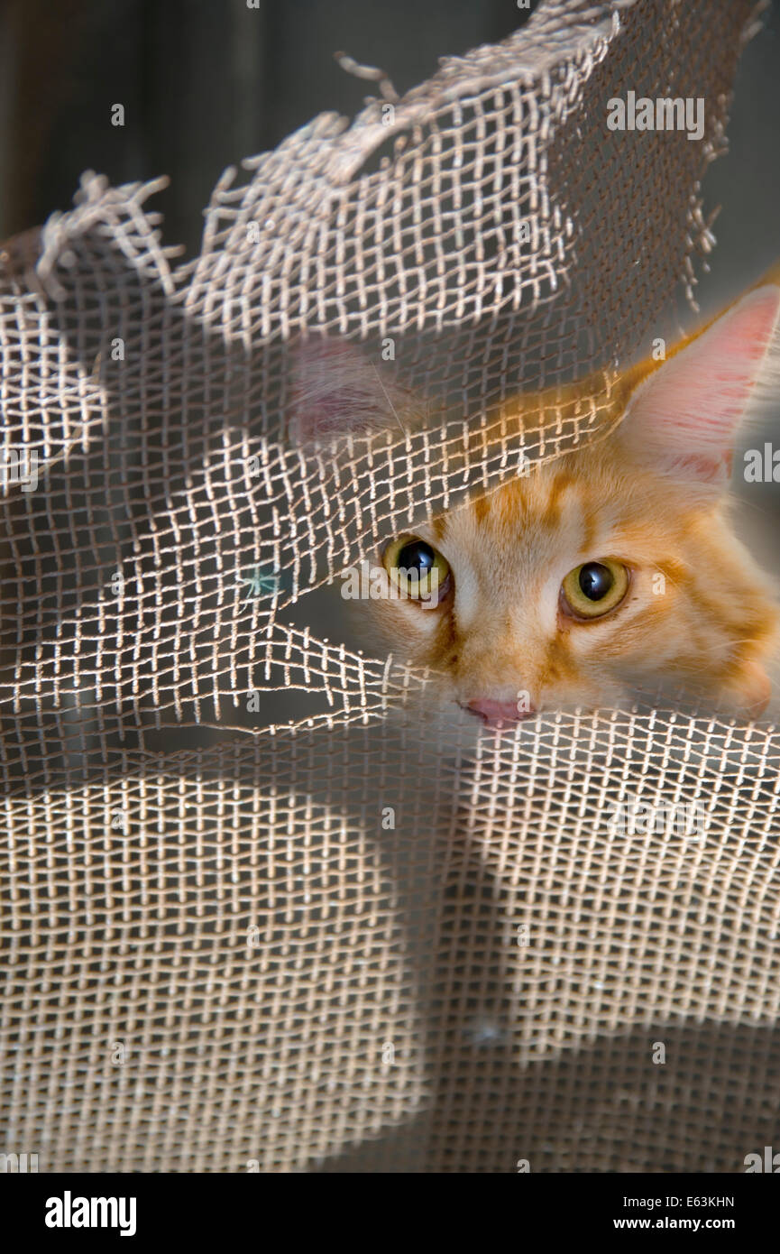 Cat looking out from behind broken mosquito-net Stock Photo - Alamy