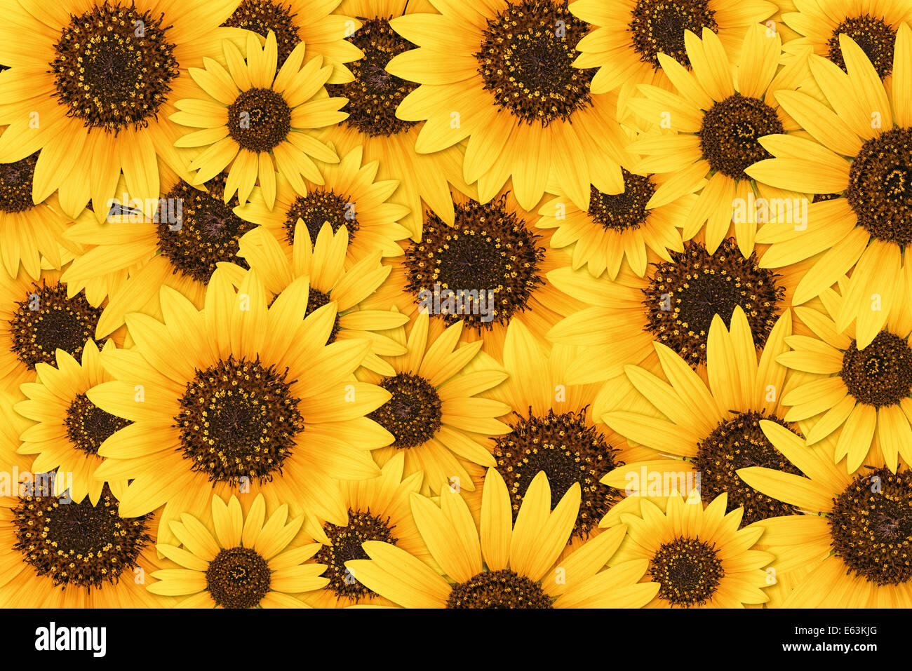 Sunflower Background Images