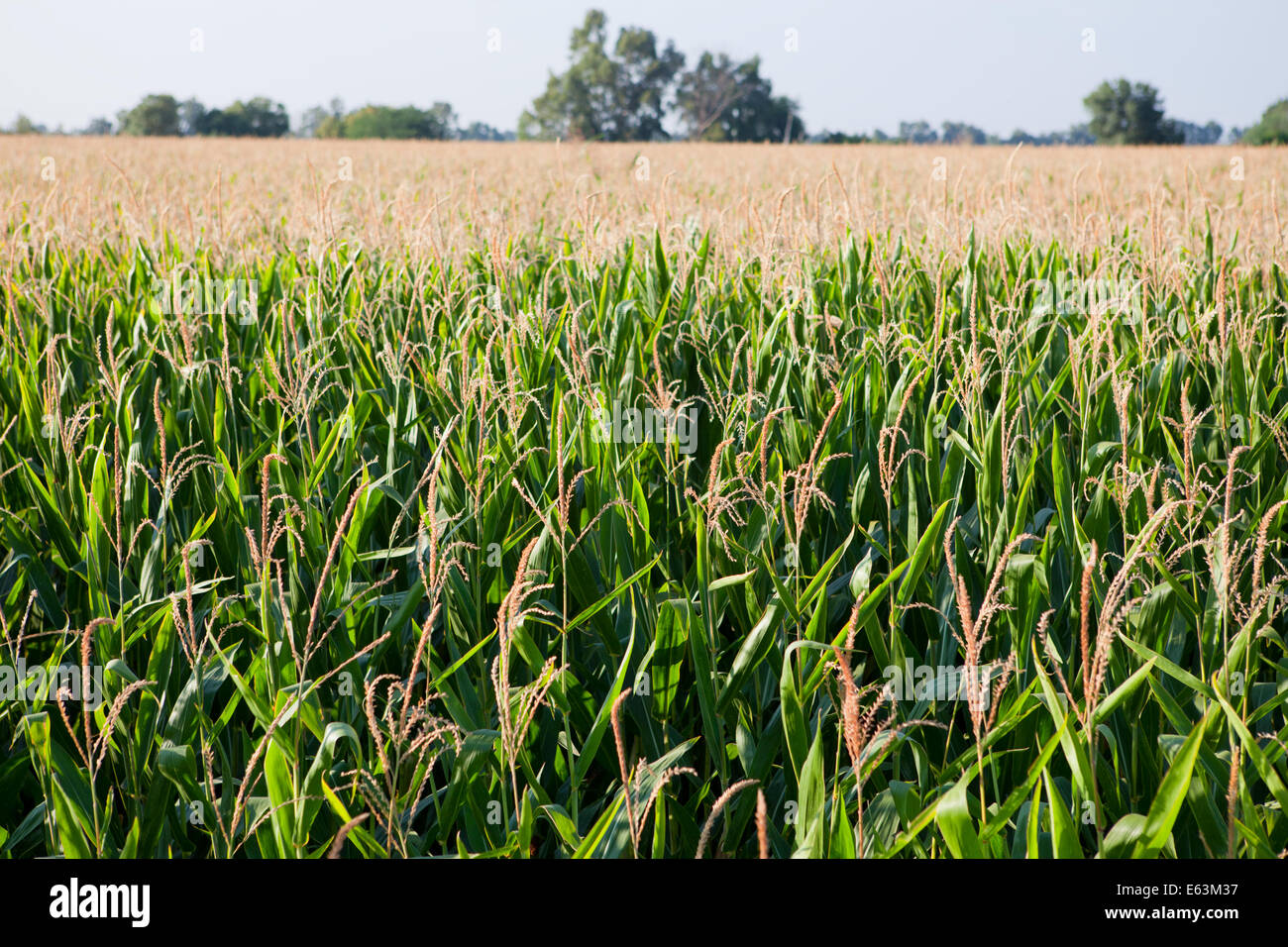 Agricultural landscape of corn field in Guadiana River Wetlands ...