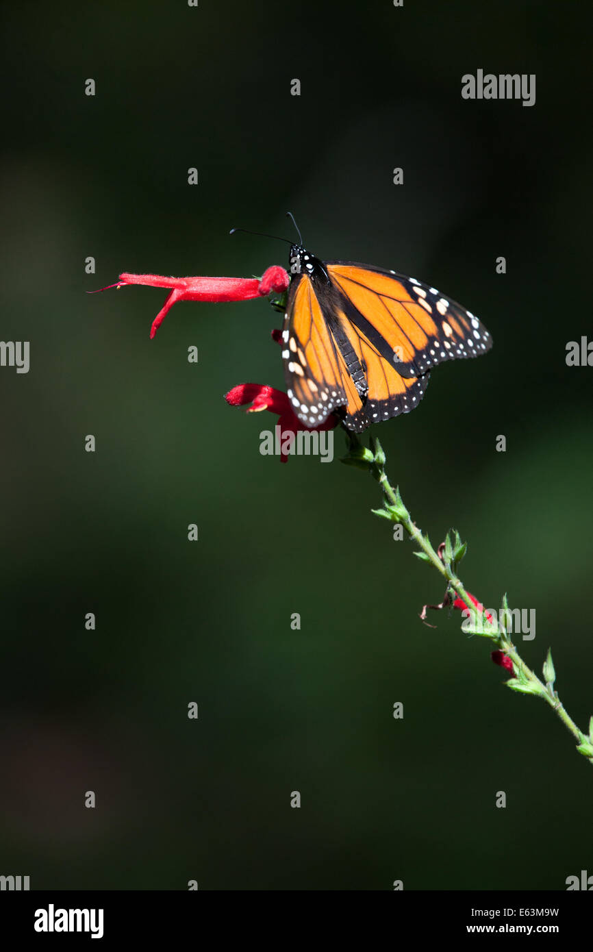 Monarch butterfly mexico hi-res stock photography and images - Alamy