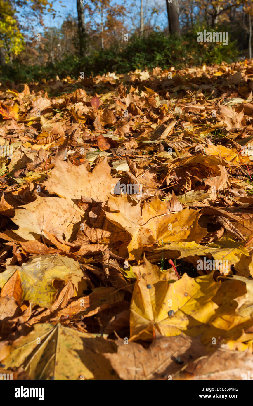 Fallen leavs hi-res stock photography and images - Alamy