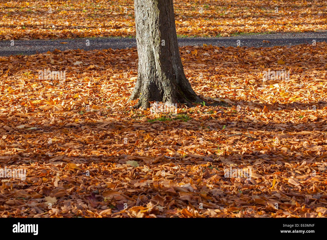 Fallen leavs hi-res stock photography and images - Alamy