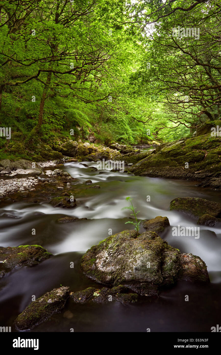 Dartmoor photo hi-res stock photography and images - Alamy
