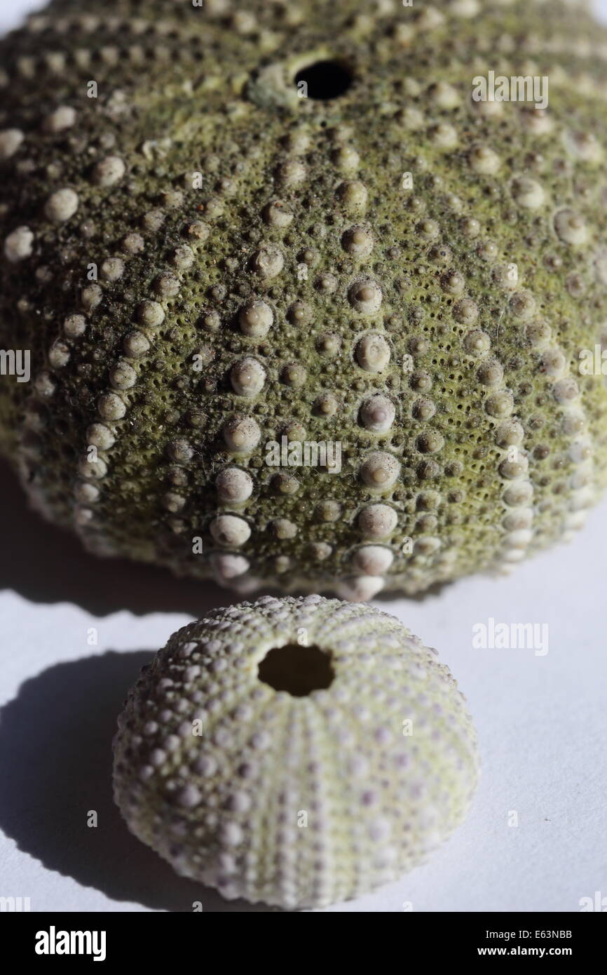 Close up of sea urchin shells from the South African coast Stock Photo ...