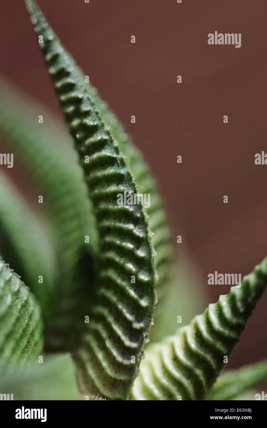 Close up of the leaves of a haworthia limifolia specimen, an indigenous ...