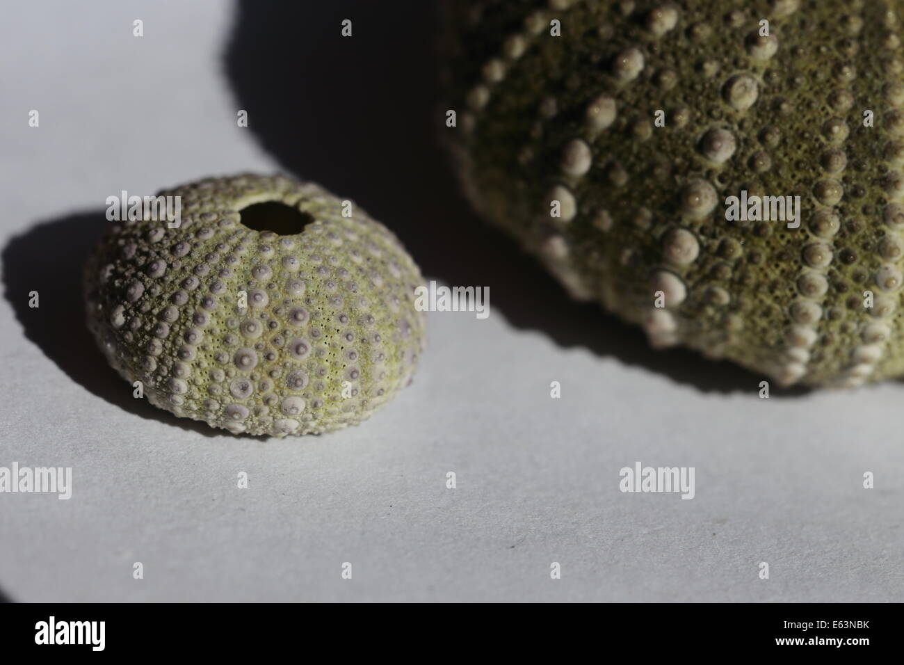 Close up of sea urchin shells from the South African coast Stock Photo ...