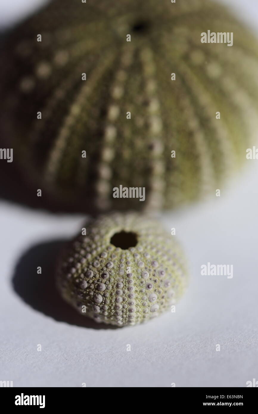 South african shells hi-res stock photography and images - Alamy