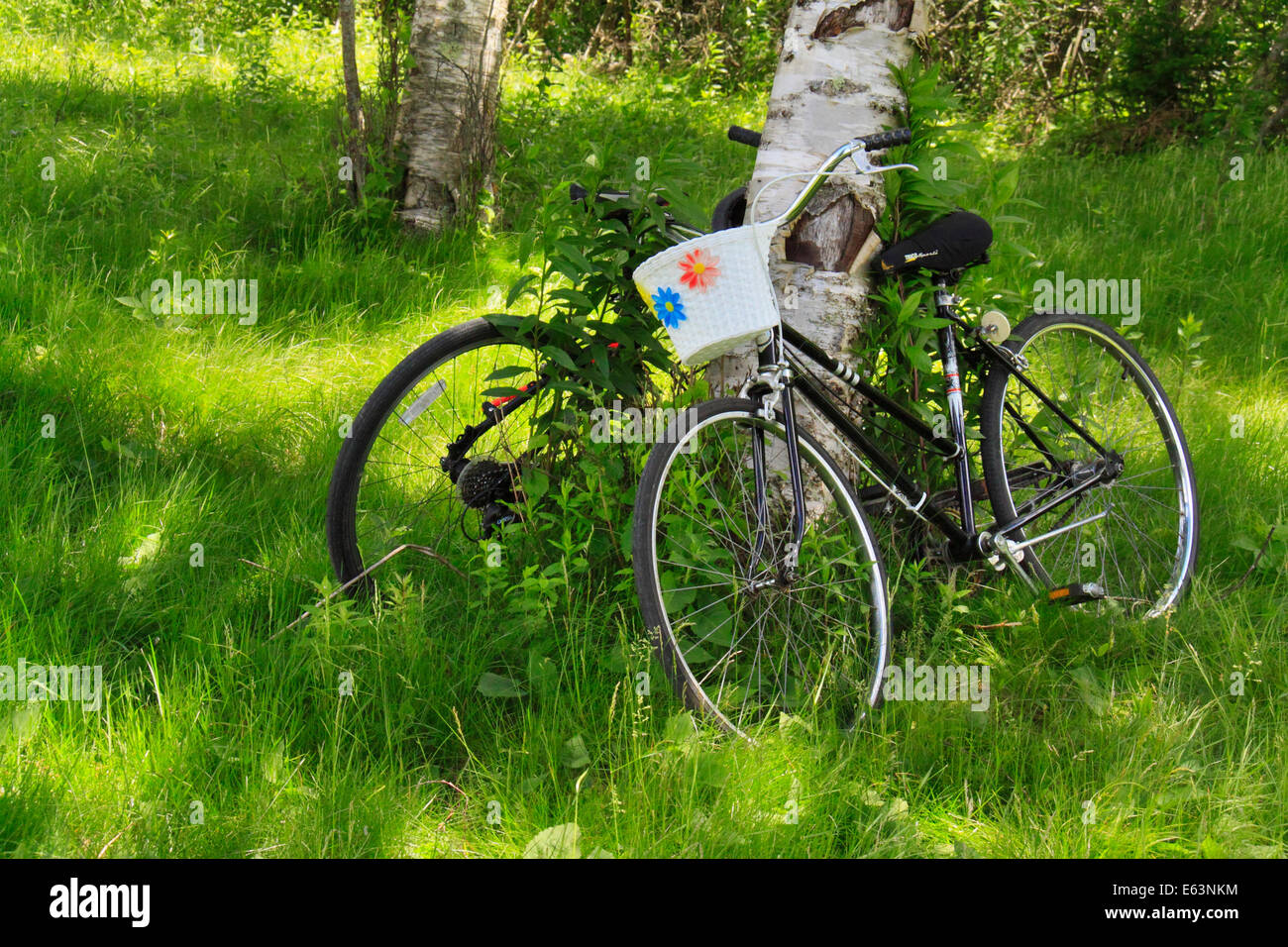 Ship Harbor Trail, Acadia National Park, Maine, USA Stock Photo - Alamy