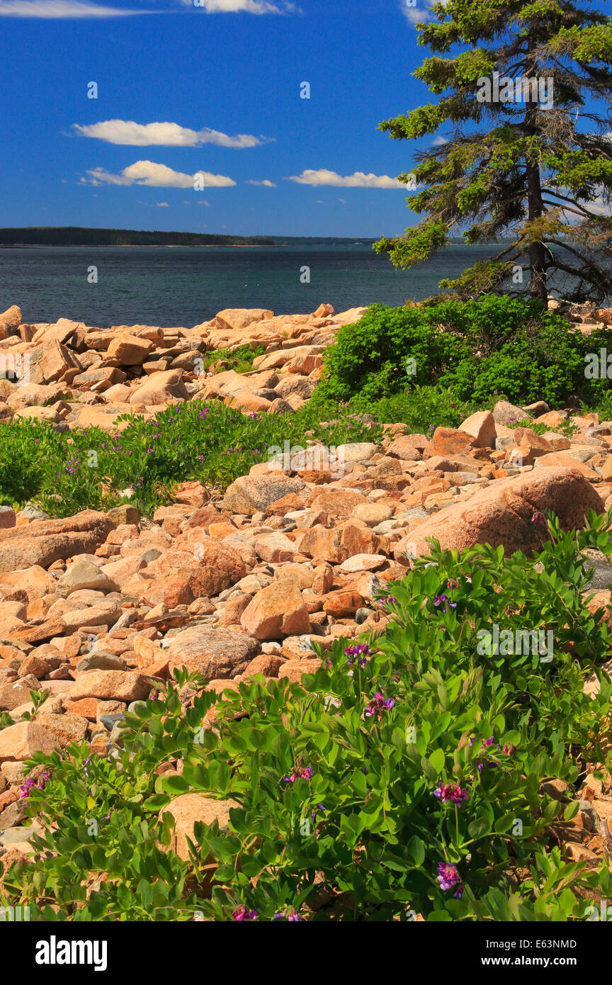 Beach Pea, Ship Harbor Trail, Acadia National Park, Maine, USA Stock ...