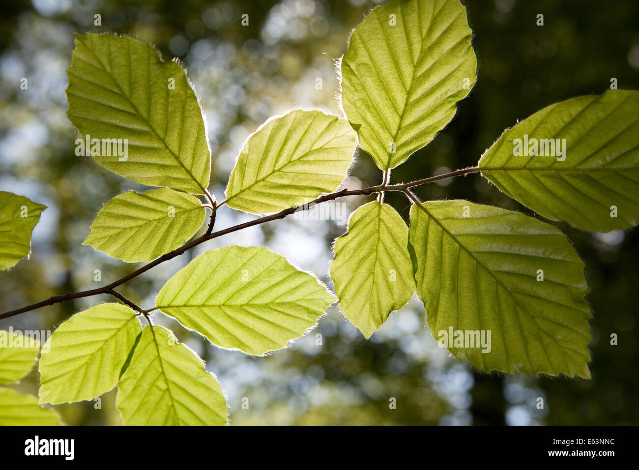 Ashley beech hi-res stock photography and images - Alamy