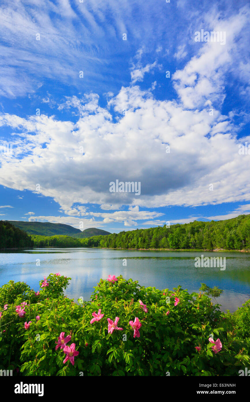 Wild Roses, Otter Cove, Acadia National Park, Maine, USA Stock Photo ...