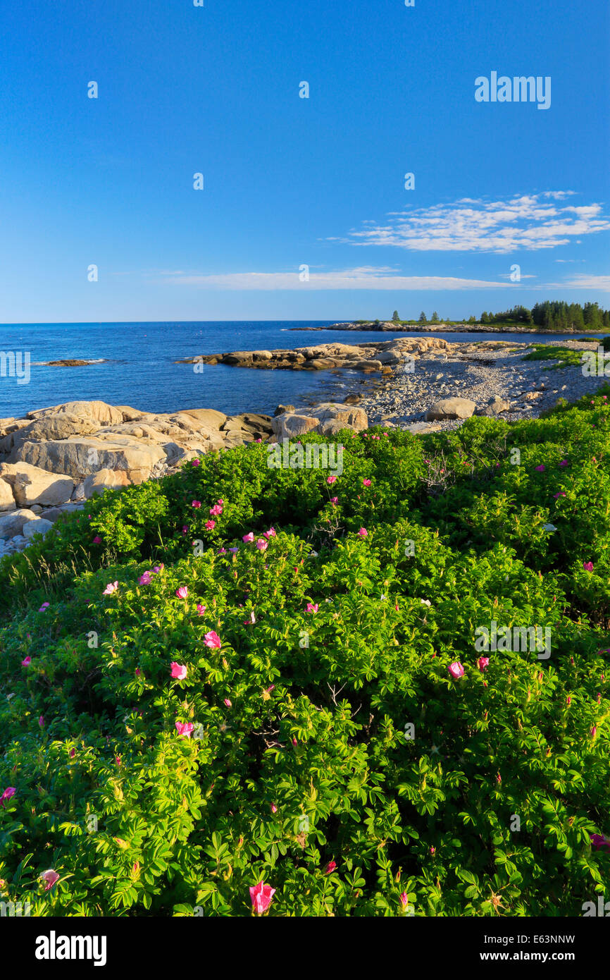 Coastal wild roses hi-res stock photography and images - Alamy