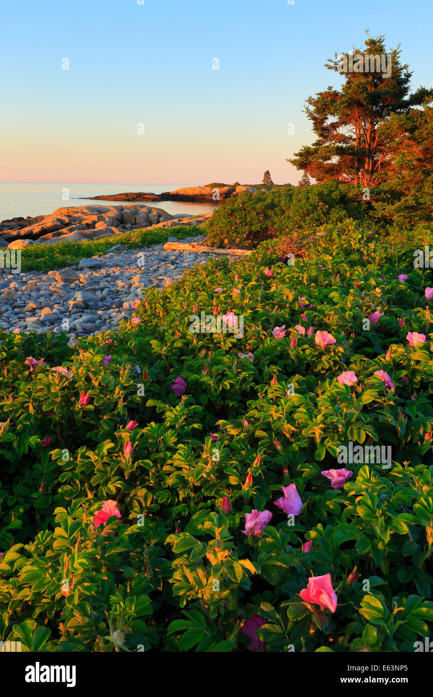 Wild Roses, Blueberry Hill, Schoodic Peninsula, Acadia National Park ...