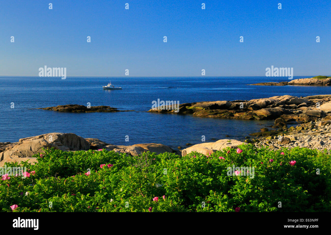 Wild Roses, Blueberry Hill, Schoodic Peninsula, Acadia National Park ...