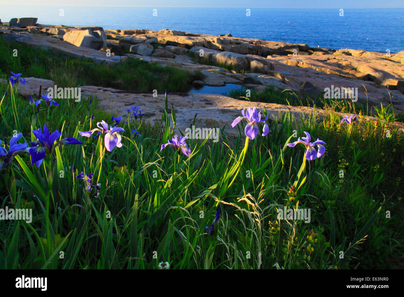 Wild Iris, Schoodic Point, Schoodic Peninsula, Acadia National Park ...