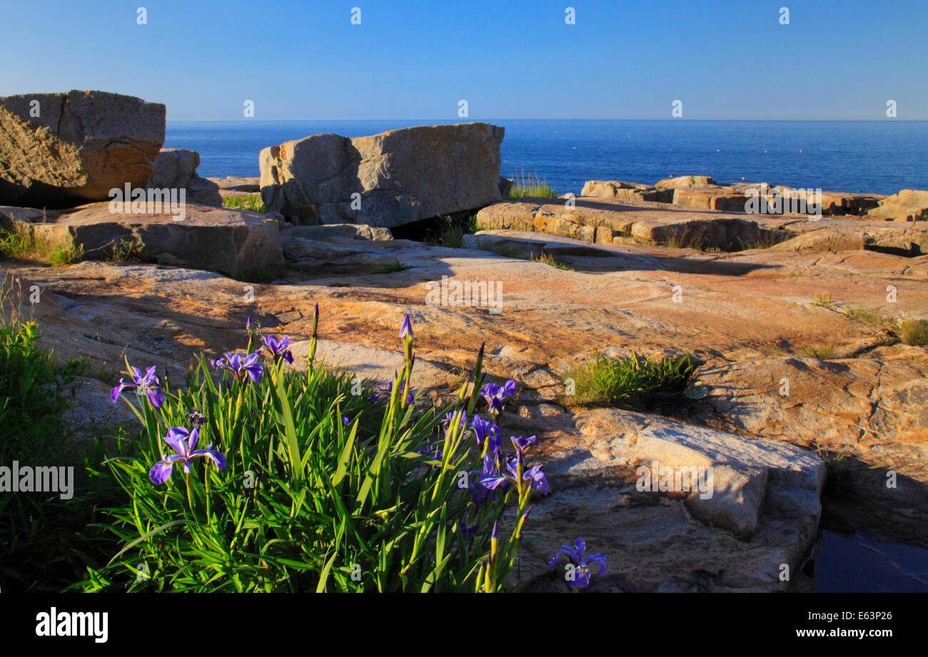 Wild Iris, Schoodic Point, Schoodic Peninsula, Acadia National Park ...