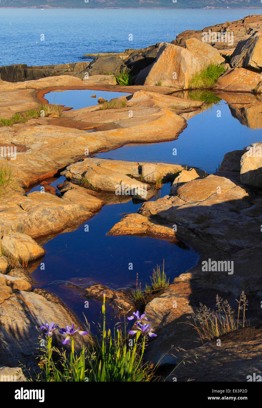 Wild Iris, Schoodic Point, Schoodic Peninsula, Acadia National Park ...