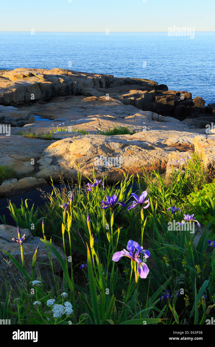 Wild Iris, Schoodic Point, Schoodic Peninsula, Acadia National Park ...
